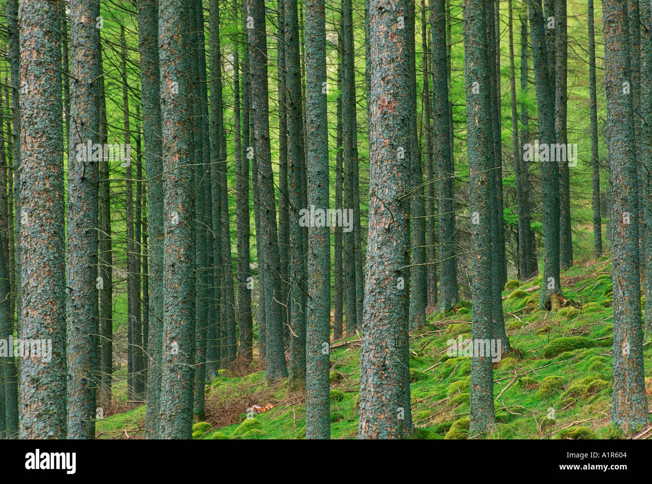 Straight tree trunks burtness wood Buttermere Cumbria Lake District ...
