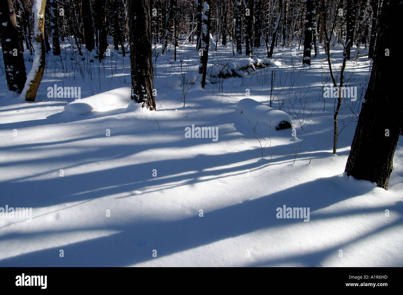 Black white trees cast hi-res stock photography and images - Alamy