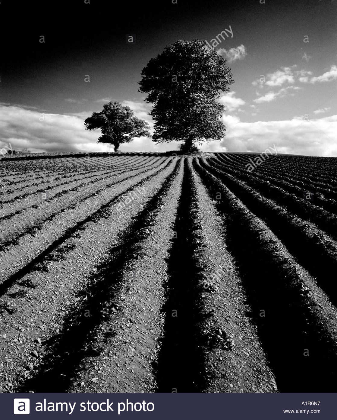 Potato Field Ireland Stock Photos & Potato Field Ireland Stock Images ...