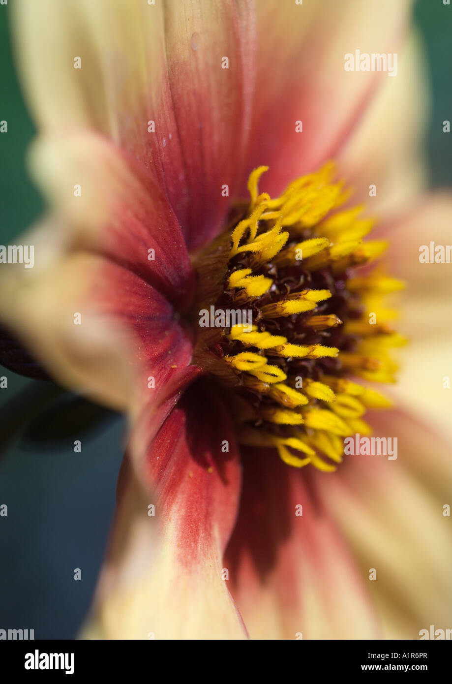 Moonfire dahlia, extreme close-up Stock Photo - Alamy