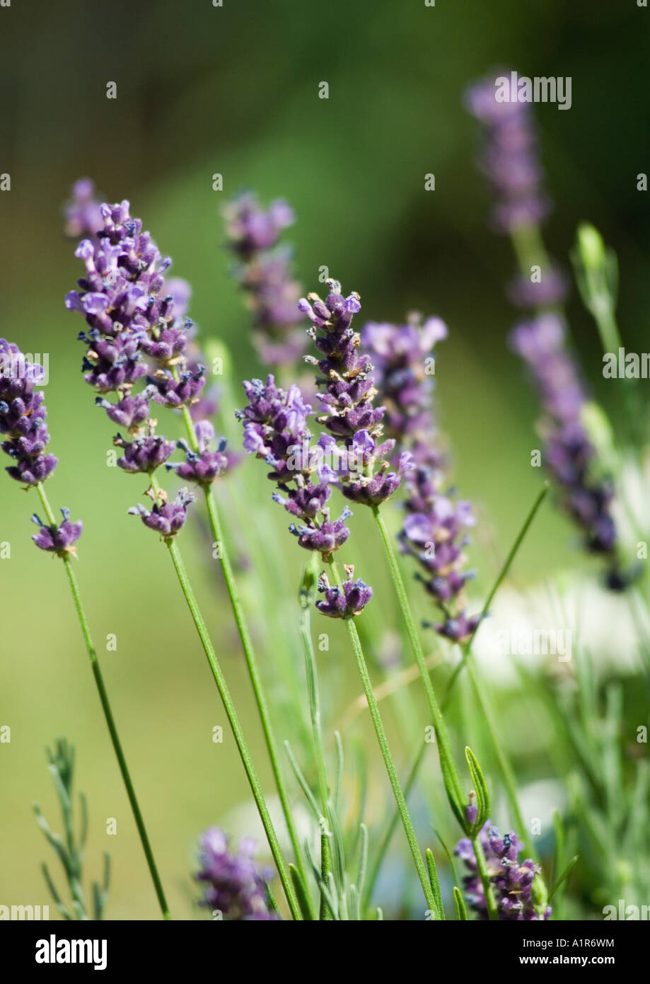 Lavender without flowers hi-res stock photography and images - Alamy
