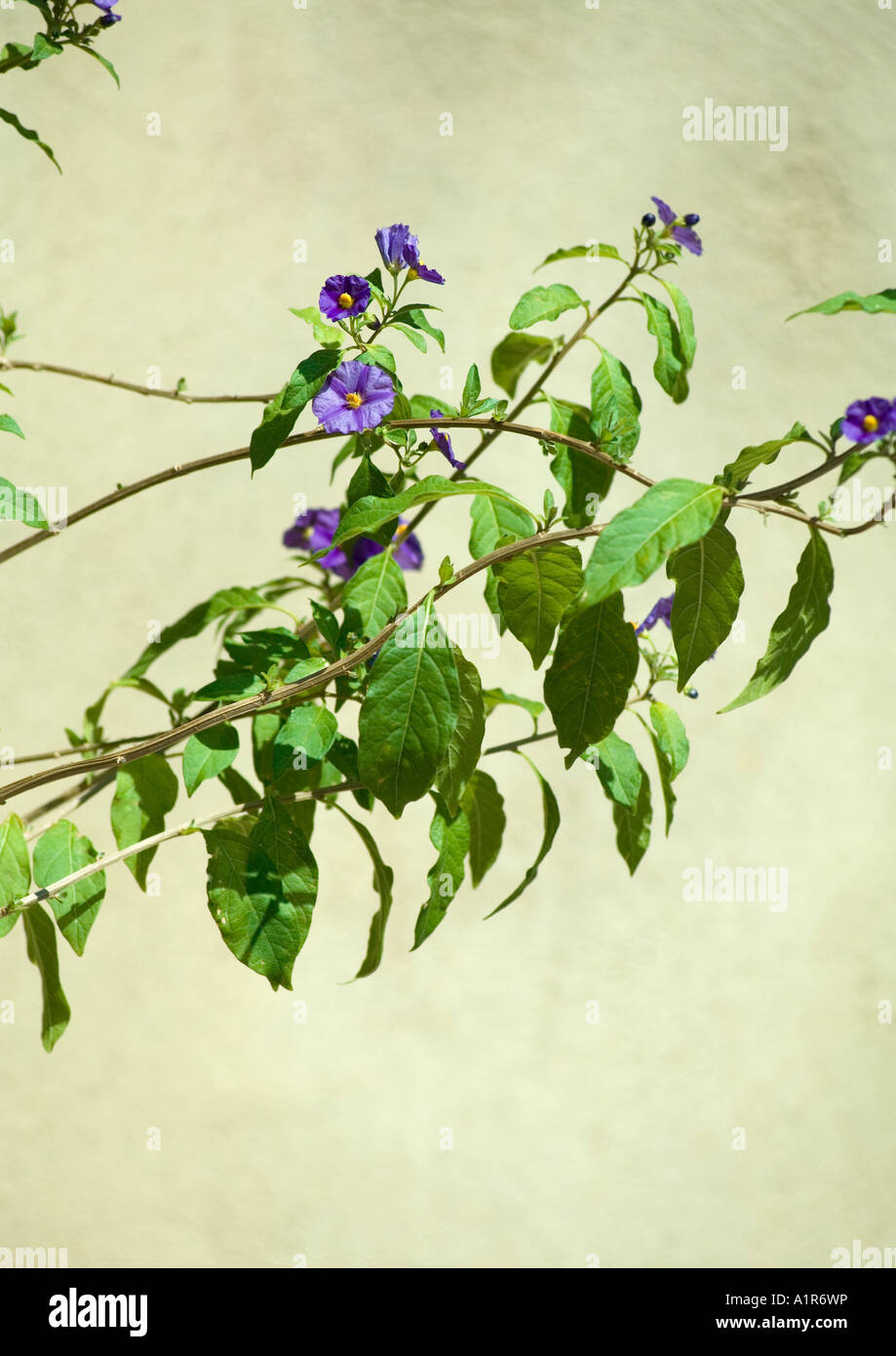 Cropped view branch flowering tree hi-res stock photography and images ...