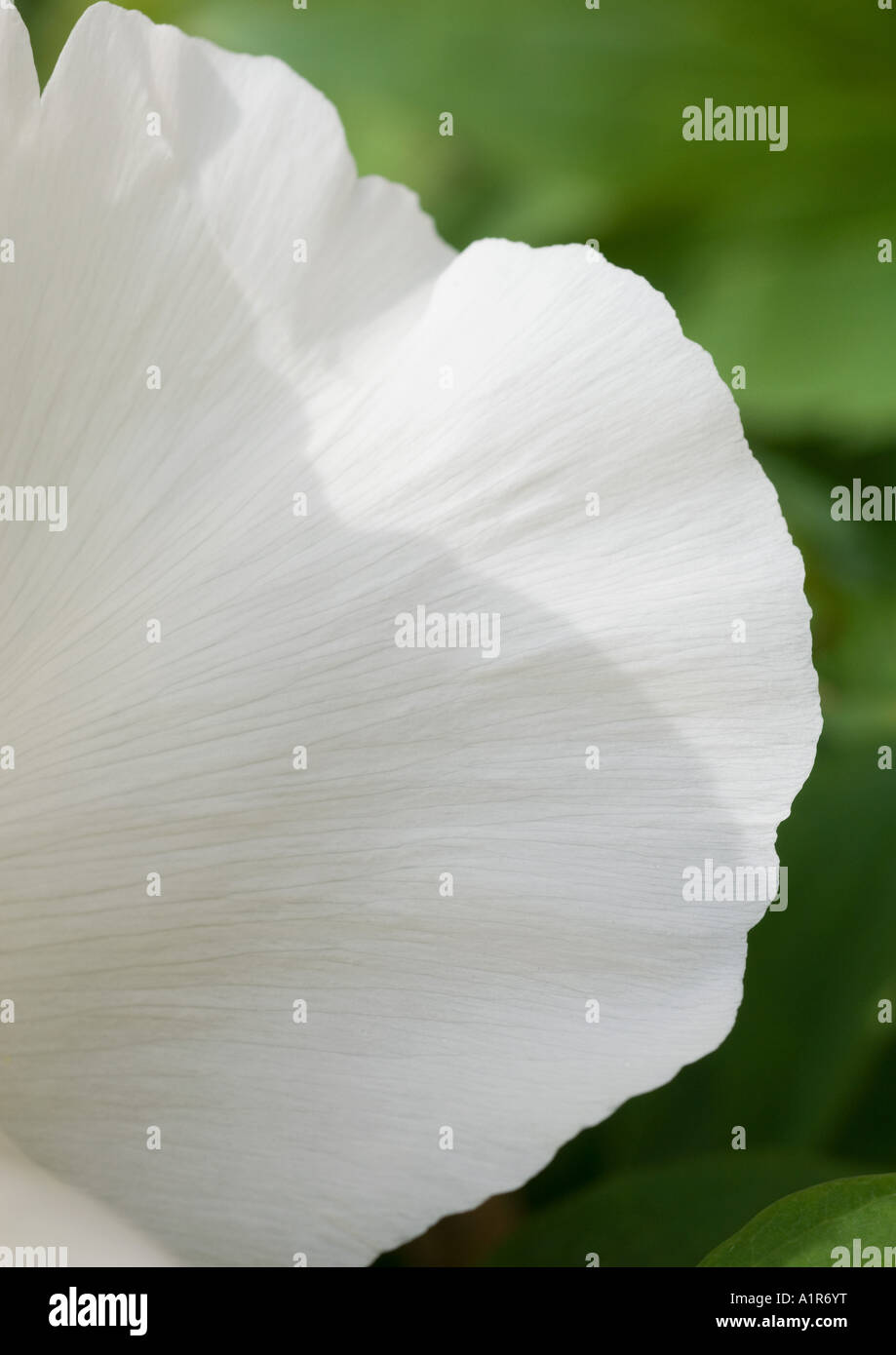White flower petal Stock Photo - Alamy