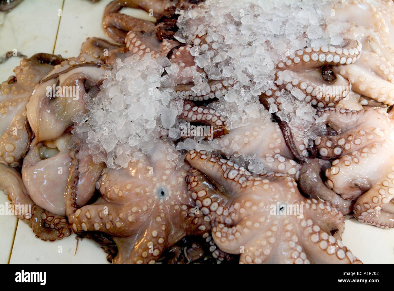 Octopus farming hi-res stock photography and images - Alamy