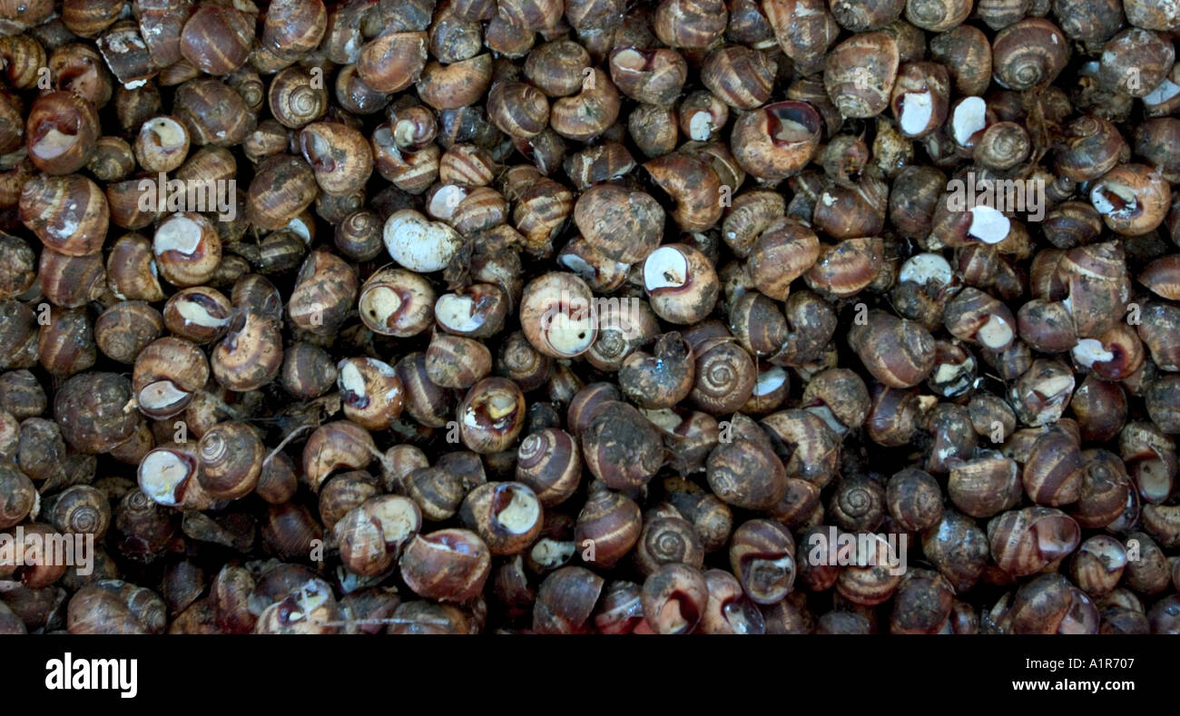 Snails harvest hi-res stock photography and images - Alamy