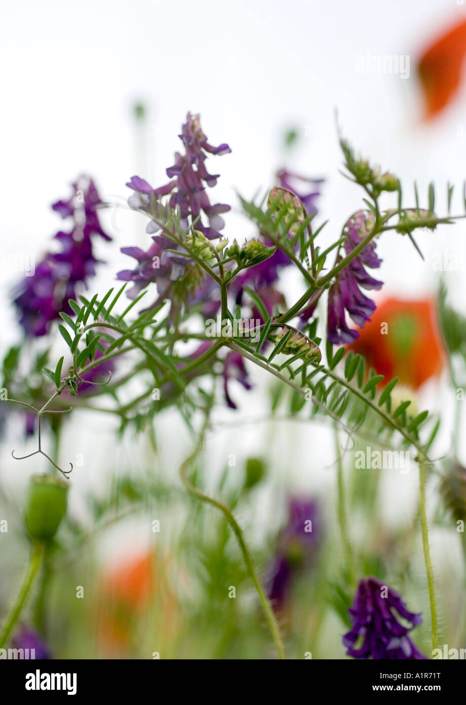 Common weeds hi-res stock photography and images - Alamy