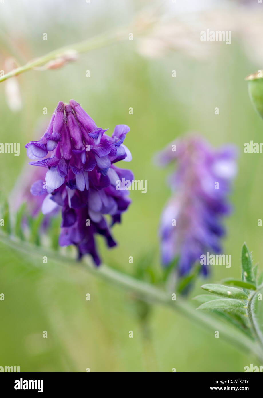 Purple flowers of common vetch plant Stock Photo - Alamy