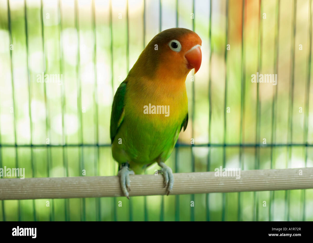 The parakeet hi-res stock photography and images - Alamy