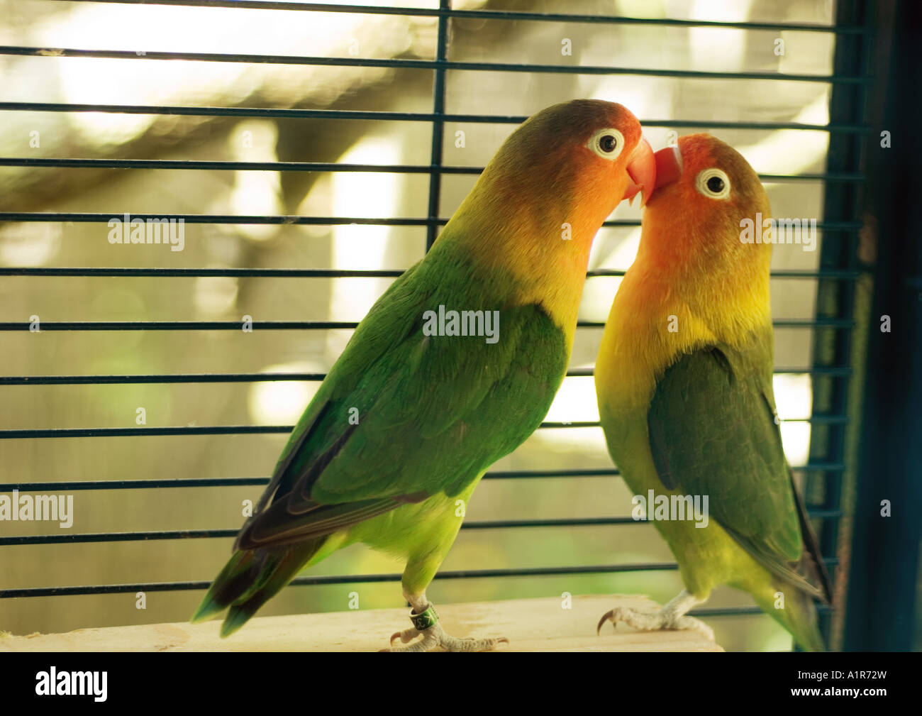 Pairs of animals kissing hi-res stock photography and images - Alamy