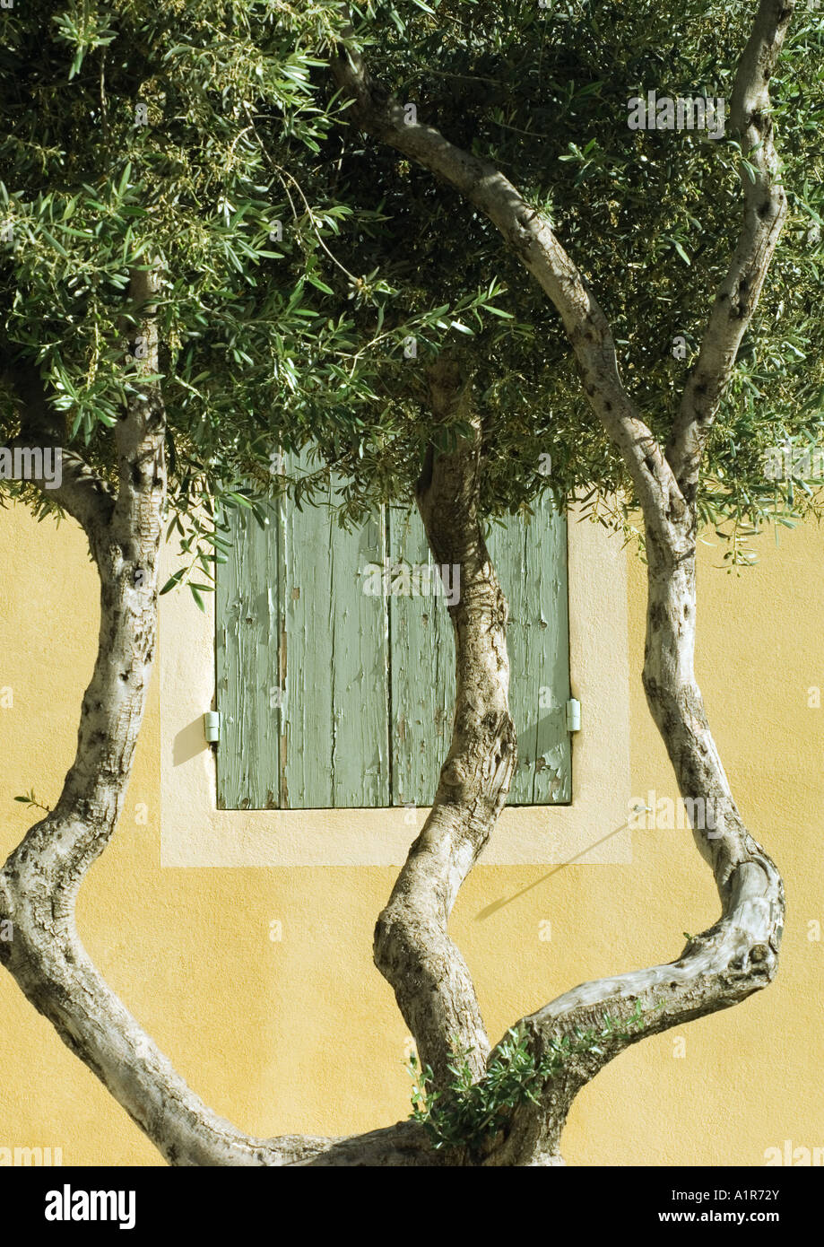 Twisted olive tree branches hi-res stock photography and images - Alamy