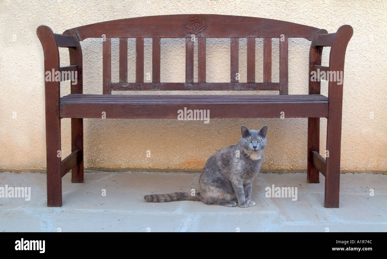 grey cat sat under wooden bench Stock Photo - Alamy