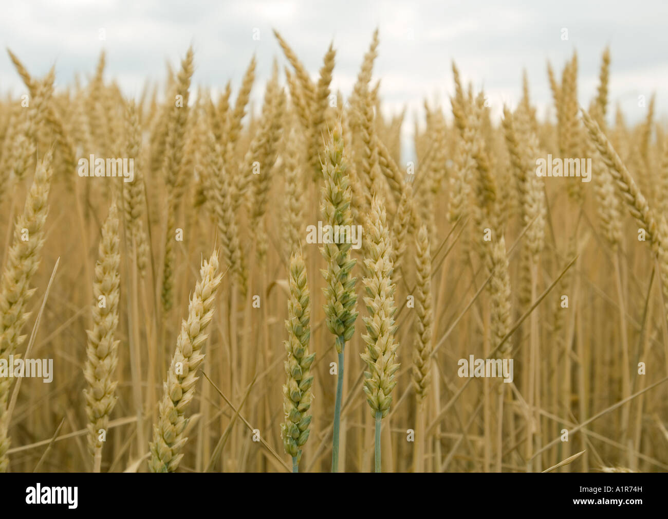 Wheats backgrounds hi-res stock photography and images - Alamy