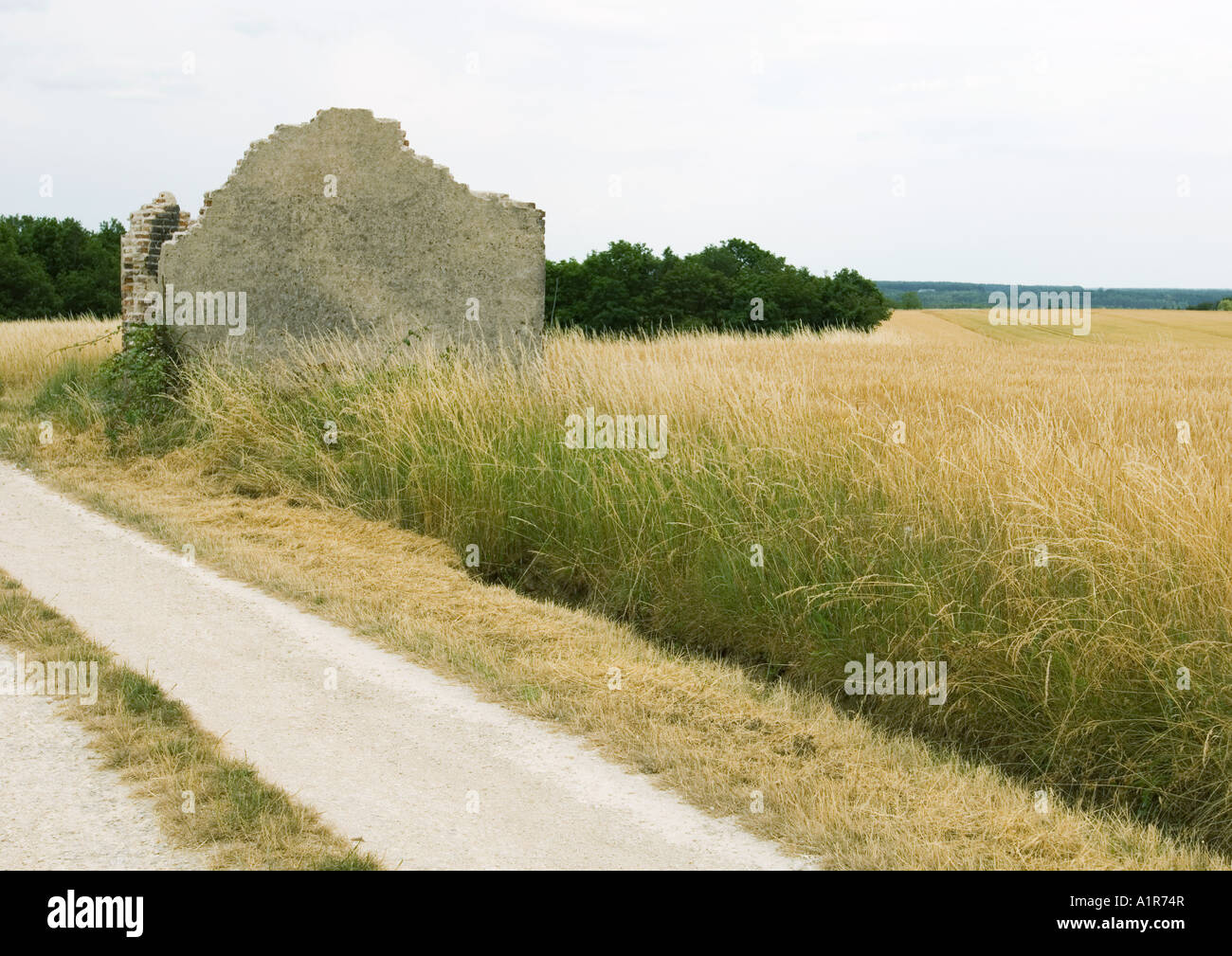 Rural landscape with wheatfield and building in ruins Stock Photo - Alamy