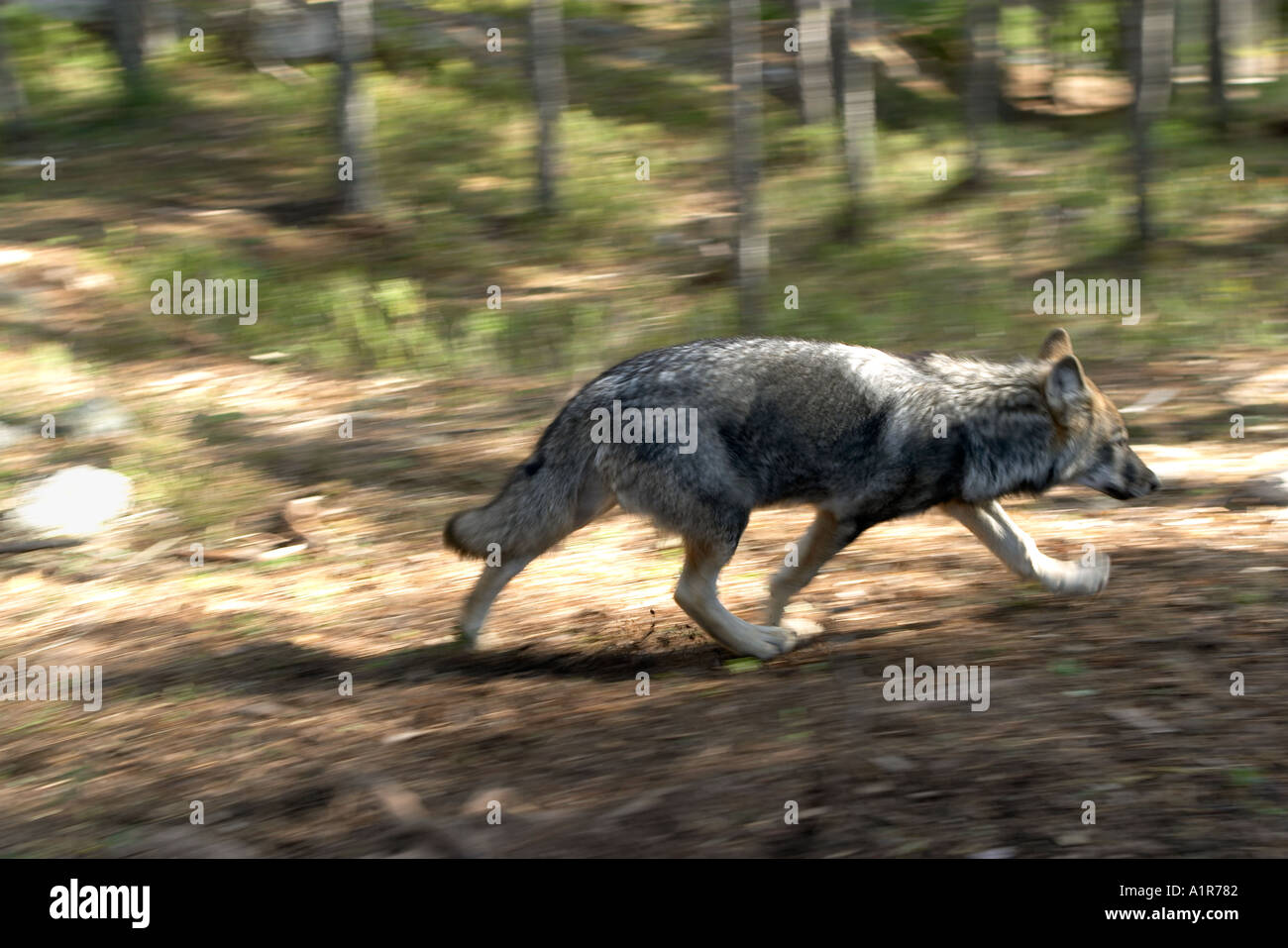 Wolf in motion Stock Photo - Alamy