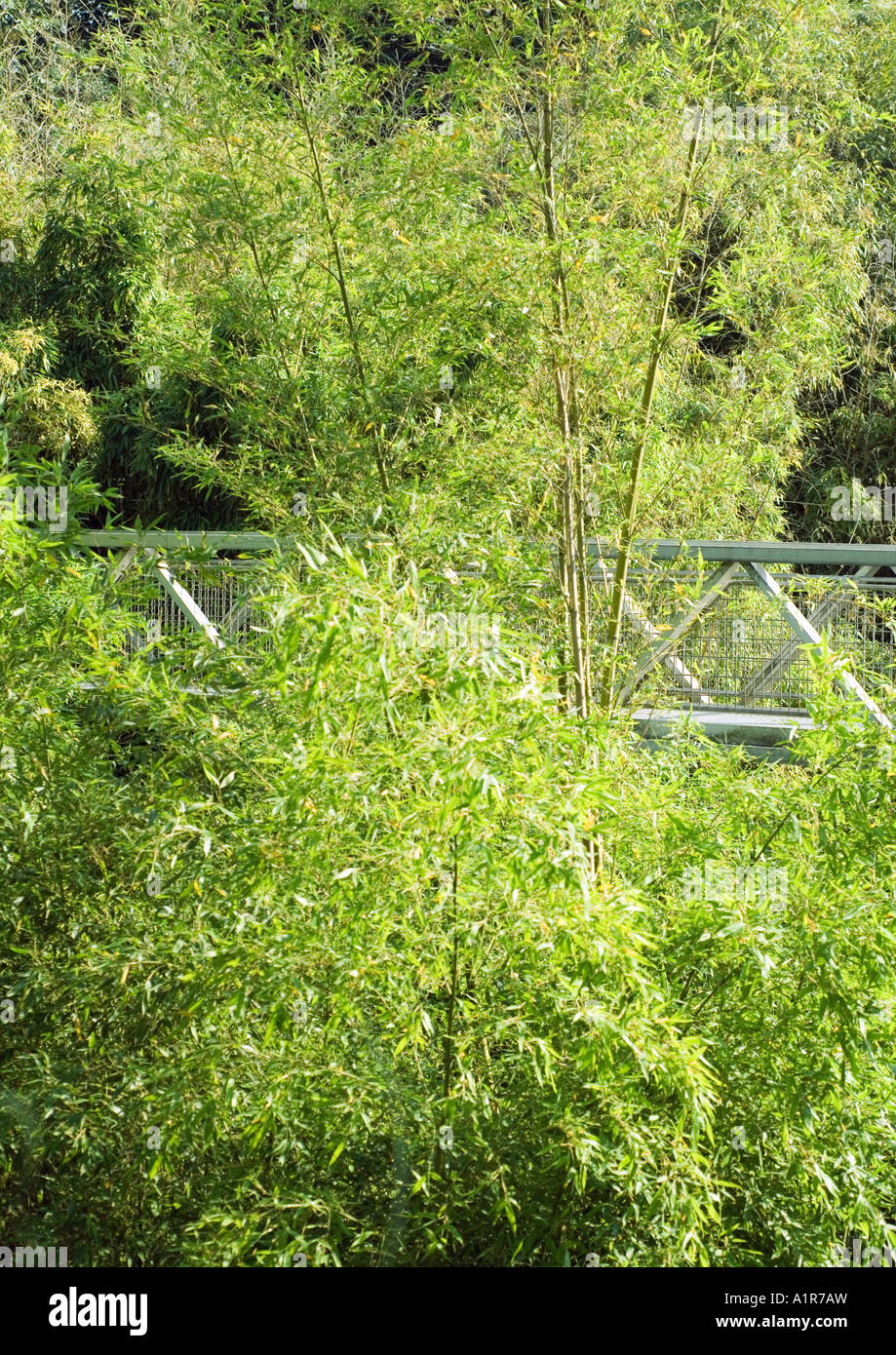 Elevated walkway through trees hi-res stock photography and images - Alamy