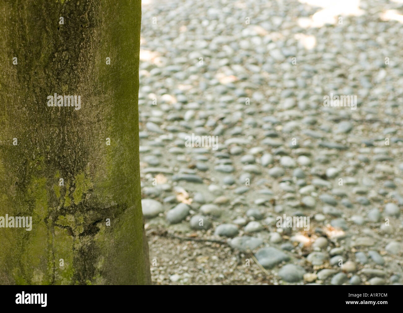 Tree trunk and paved stone ground Stock Photo - Alamy