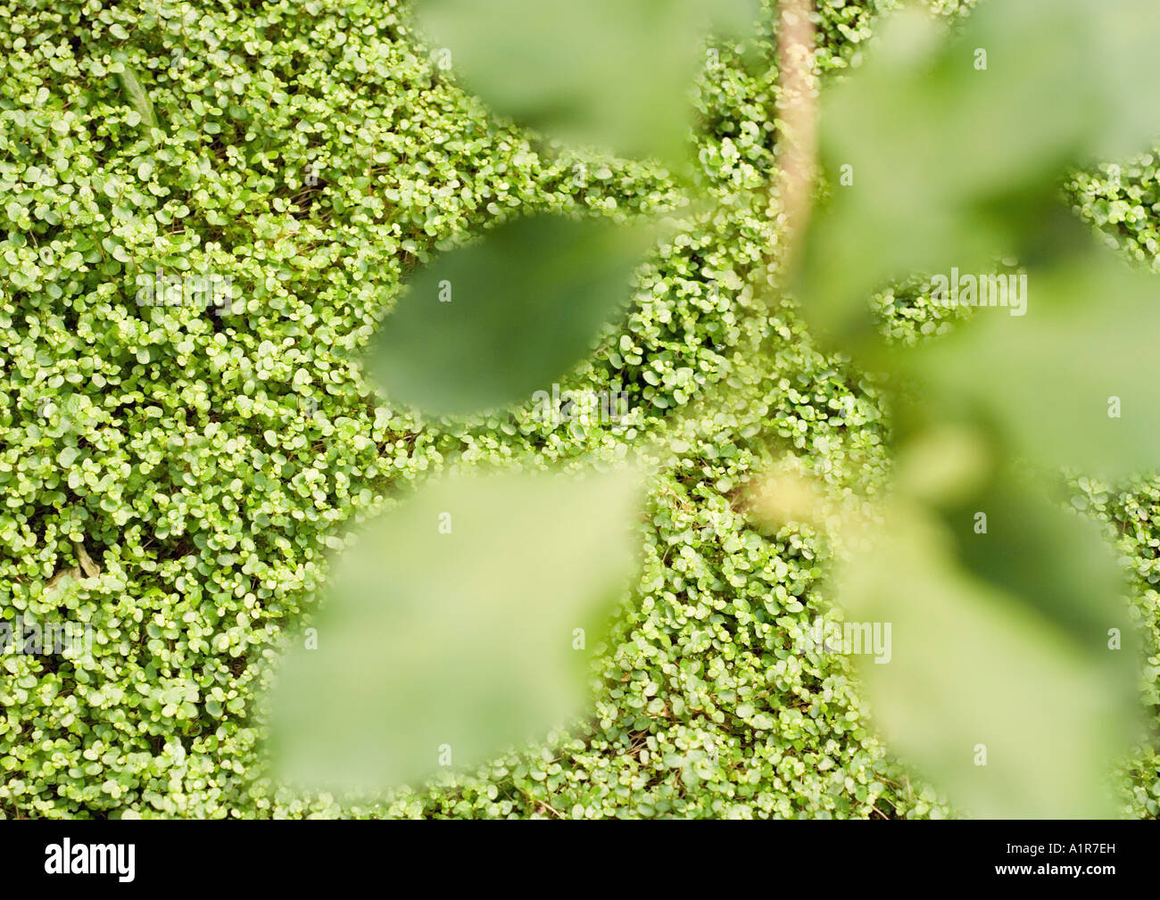 Vegetation, blurred leaves in foreground Stock Photo - Alamy