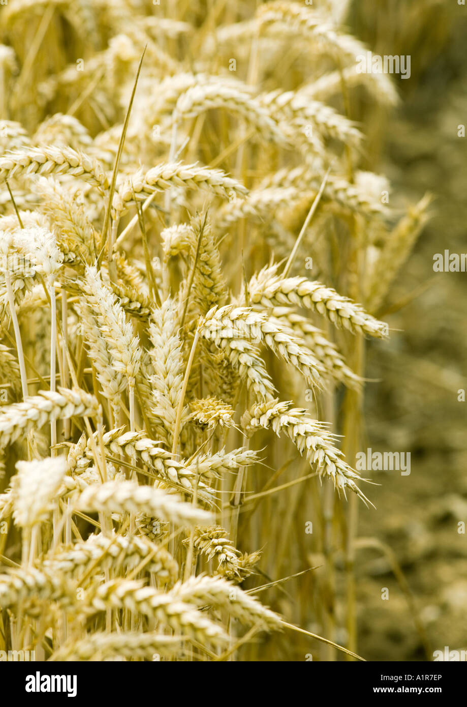 Wheat Husks High Resolution Stock Photography and Images - Alamy