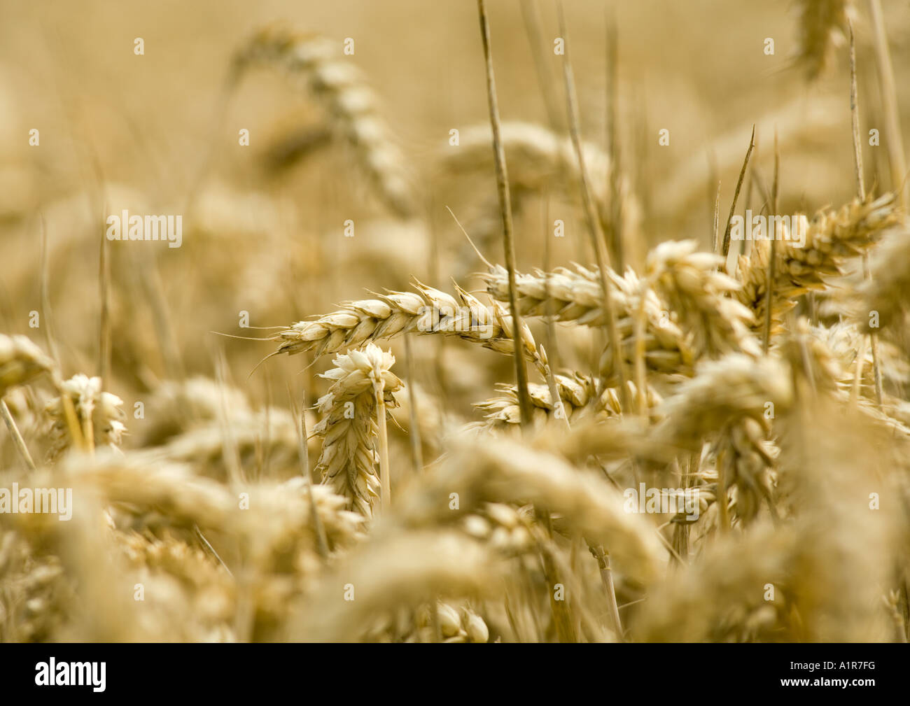 Grain Husk Stock Photos & Grain Husk Stock Images - Alamy