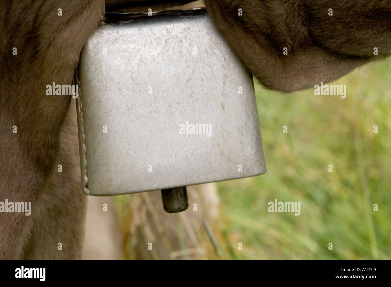 Cow bell worn by the brown Cow in the mountains of South Tyrol Stock ...