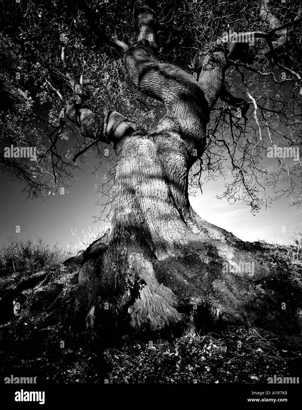 Oak Tree in winter Stock Photo - Alamy