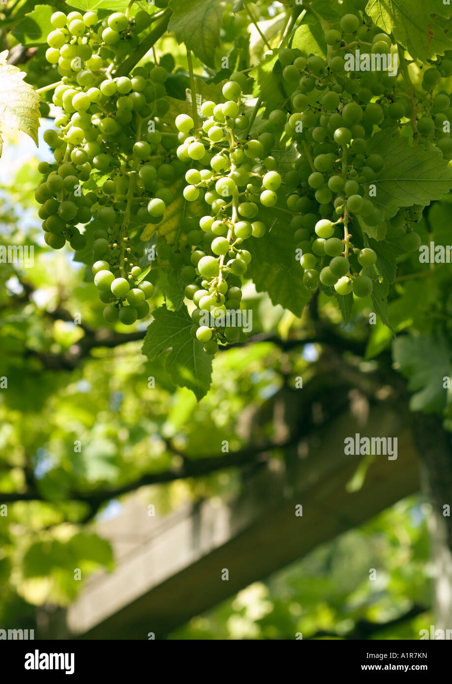 Grapes growing on vine Stock Photo - Alamy
