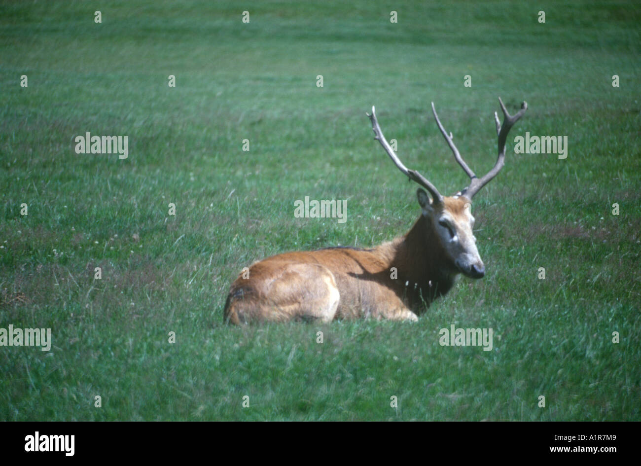 Red Deer Stag Margam Park Port Talbot South Wales Stock Photo - Alamy