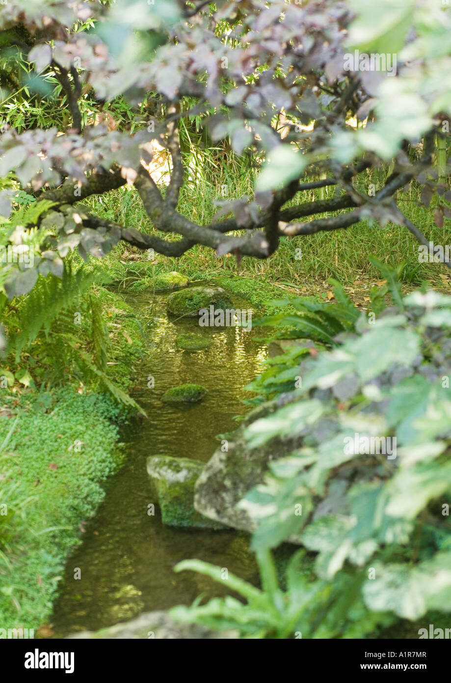 Stream and overhanging branches Stock Photo - Alamy