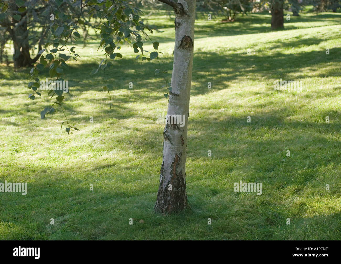 Tree growing in meadow Stock Photo - Alamy