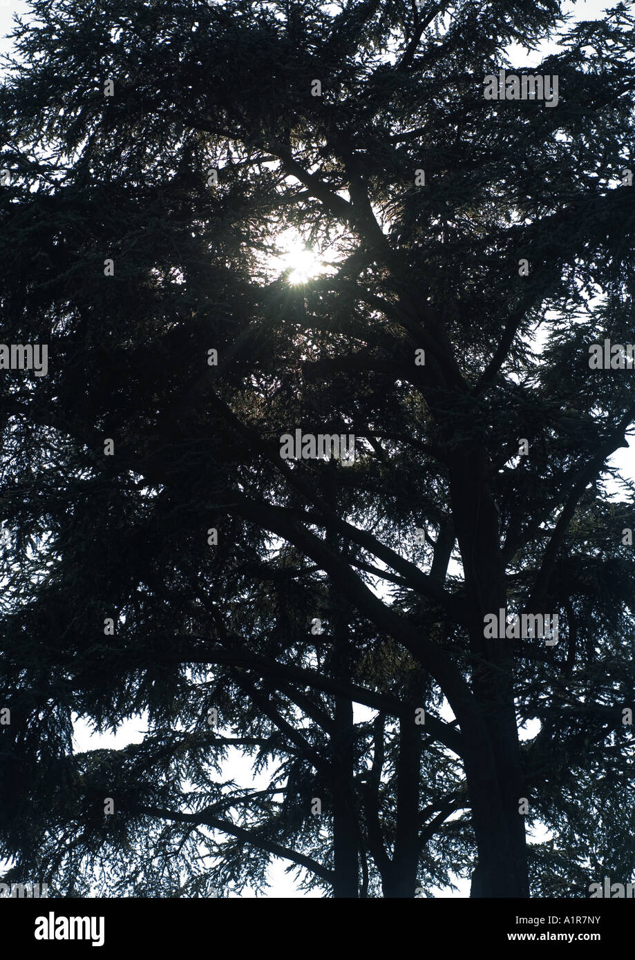 Evergreen trees, low angle view Stock Photo - Alamy