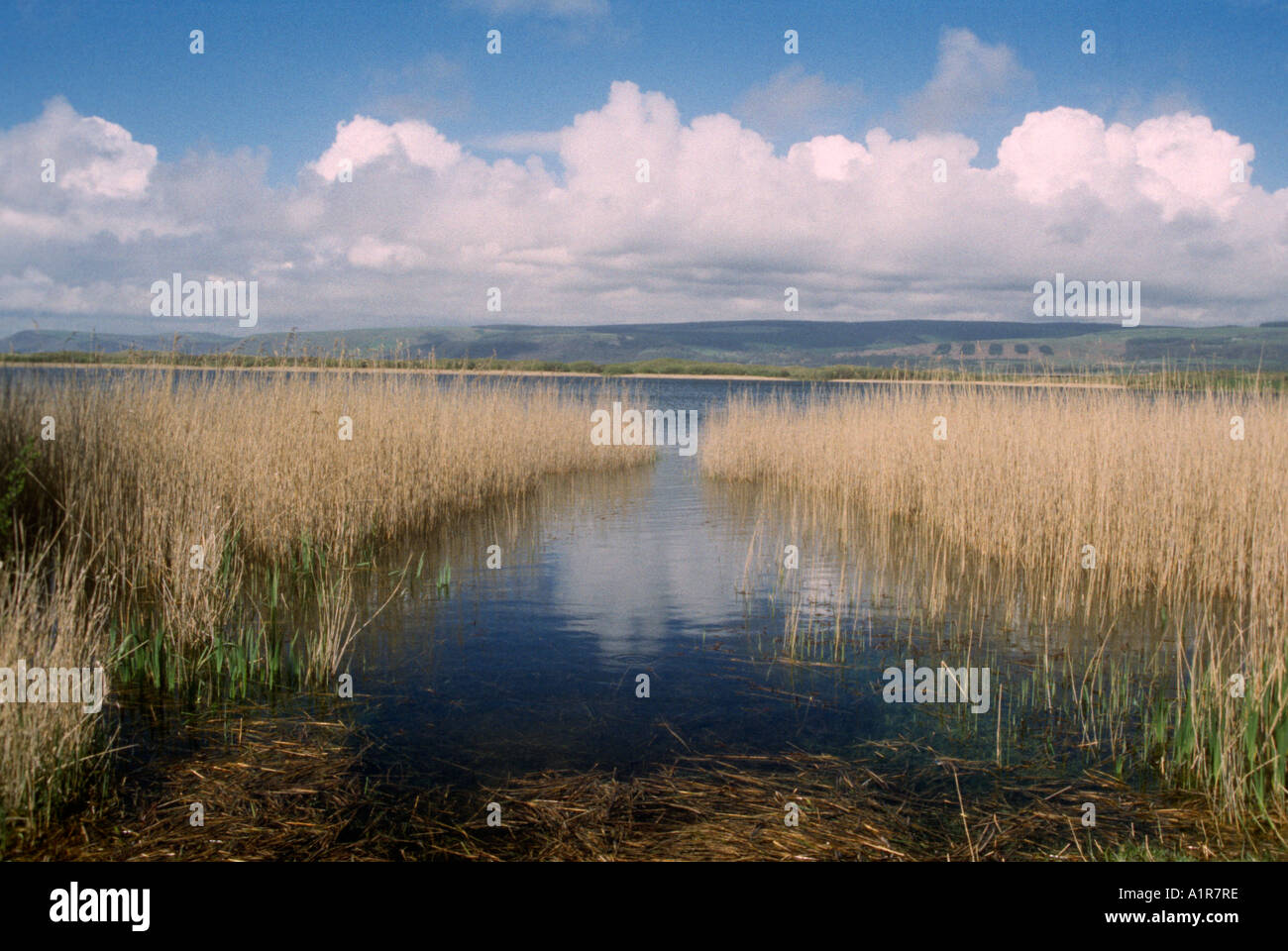 Reed Beds Kenfig Pool Bridgend South Wales Stock Photo - Alamy