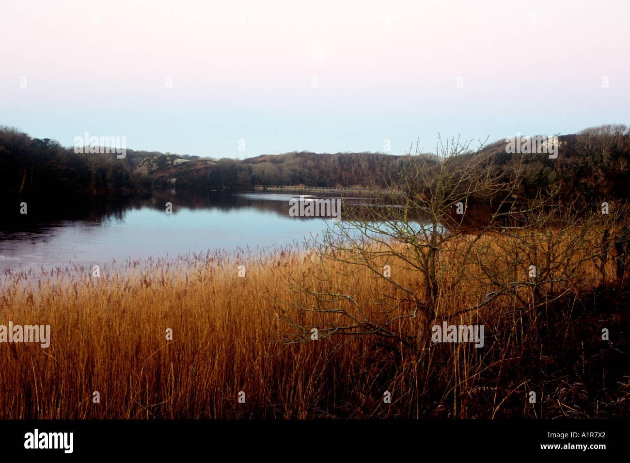 Serene view lily ponds hi-res stock photography and images - Alamy