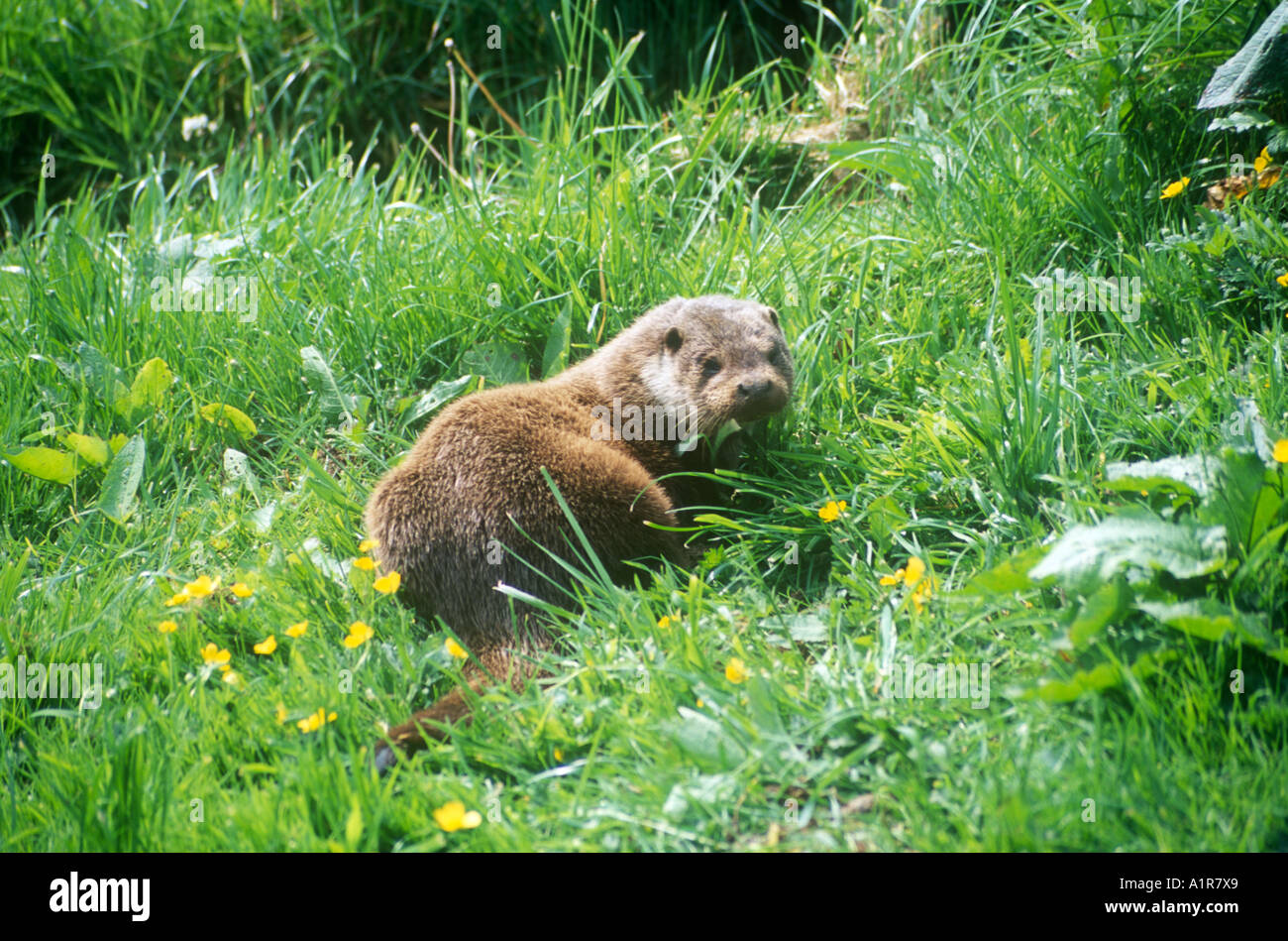 Welsh otter hi-res stock photography and images - Alamy