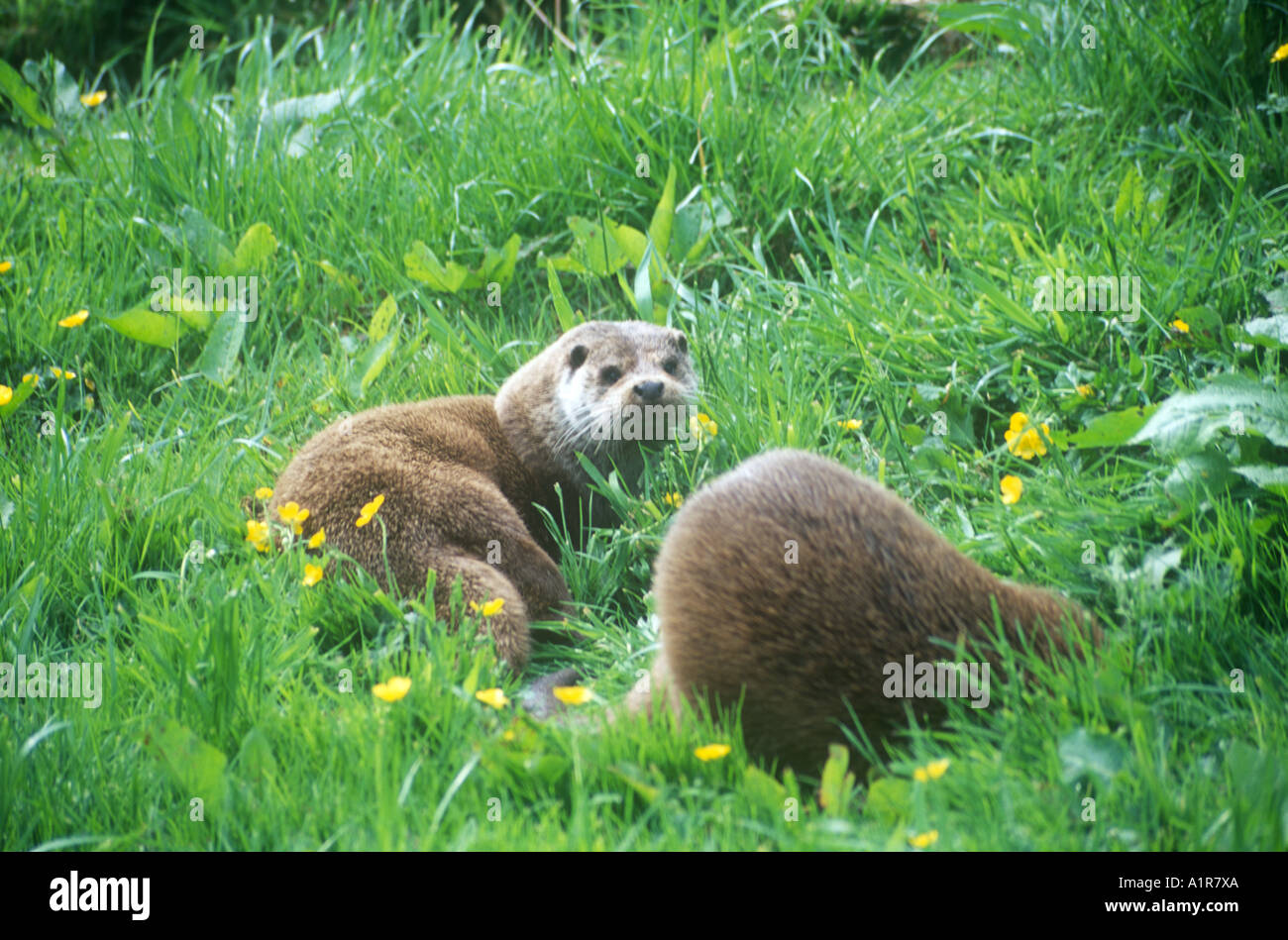 Welsh otter hi-res stock photography and images - Alamy