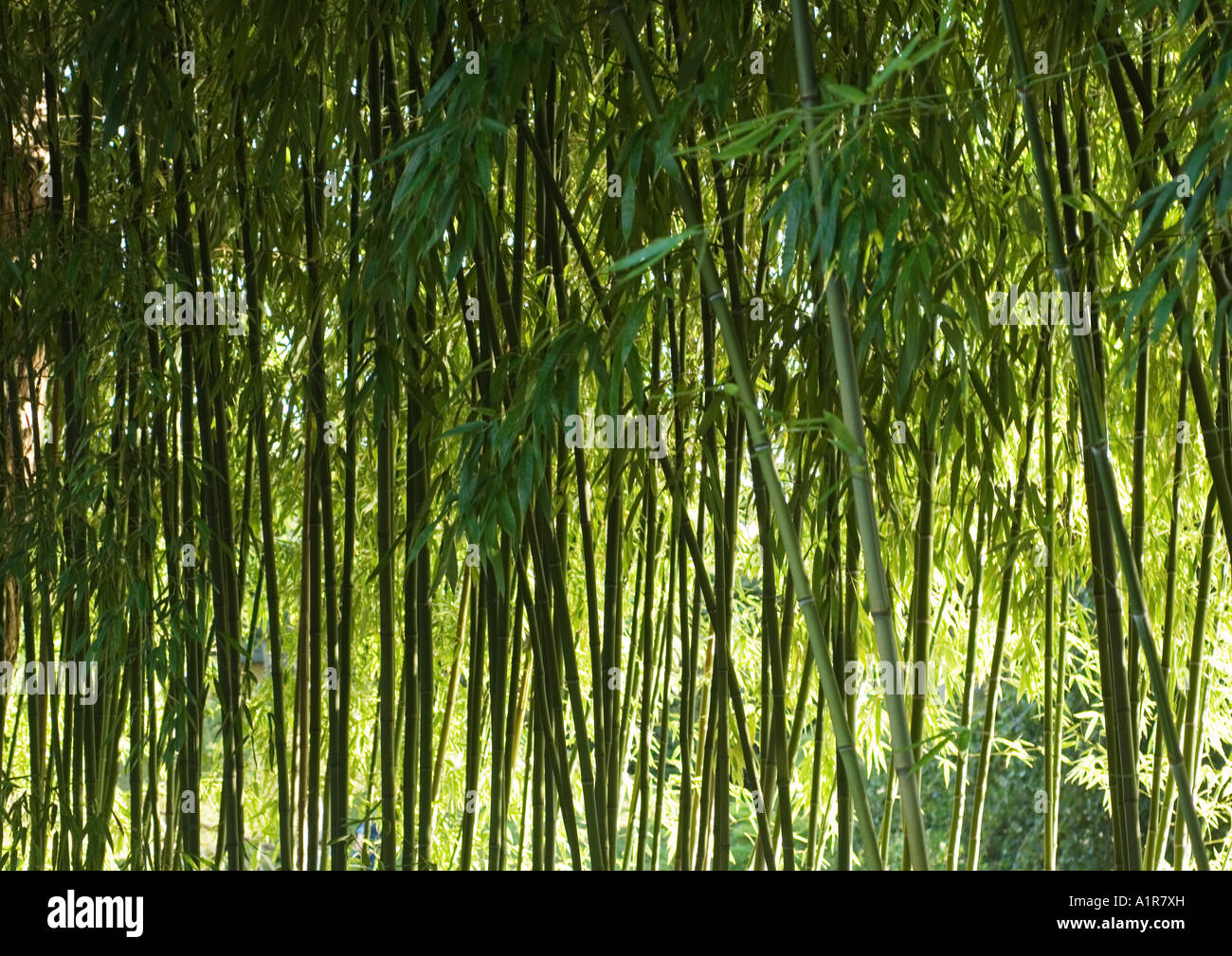 Thick bamboos hi-res stock photography and images - Alamy