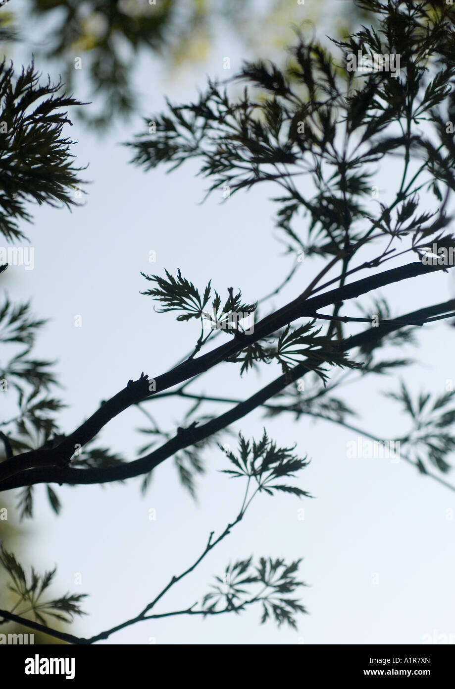 Japanese maple branch, low angle view Stock Photo - Alamy