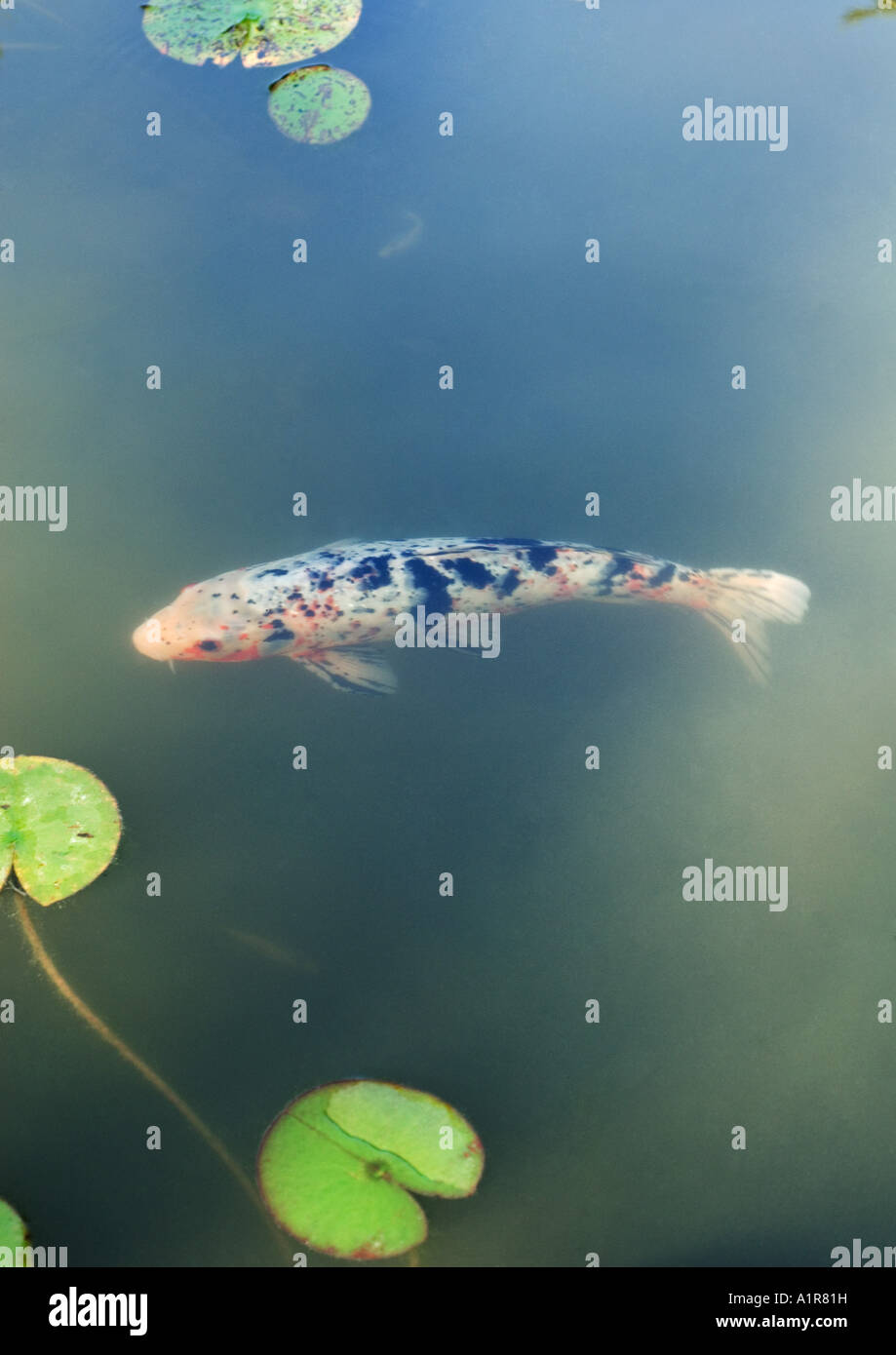 Koi carp in pond Stock Photo - Alamy