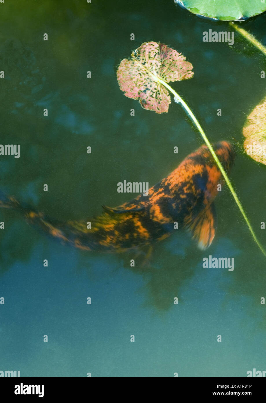 Koi carp in pond Stock Photo - Alamy