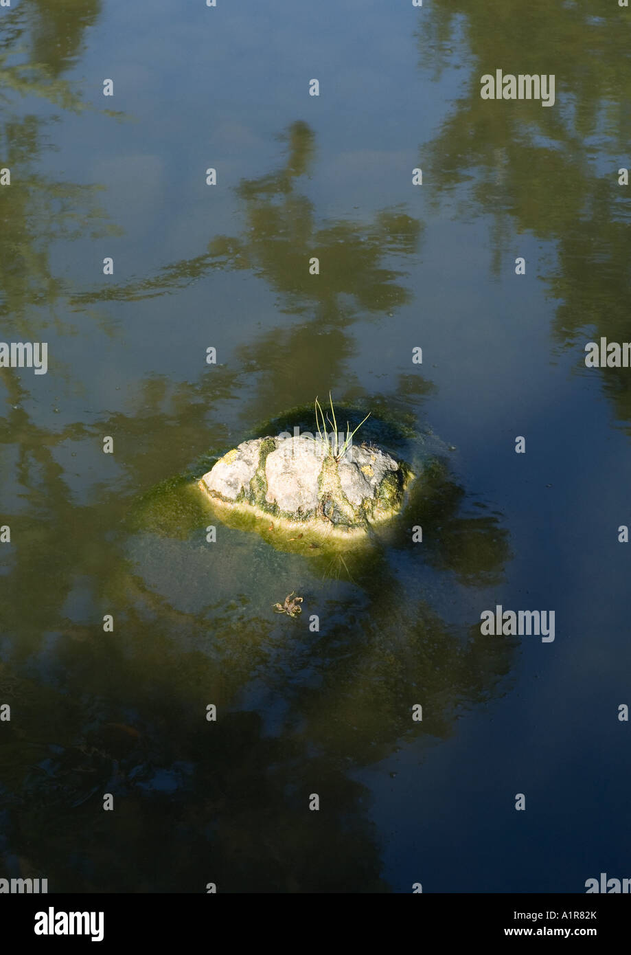 Stone in pond Stock Photo - Alamy