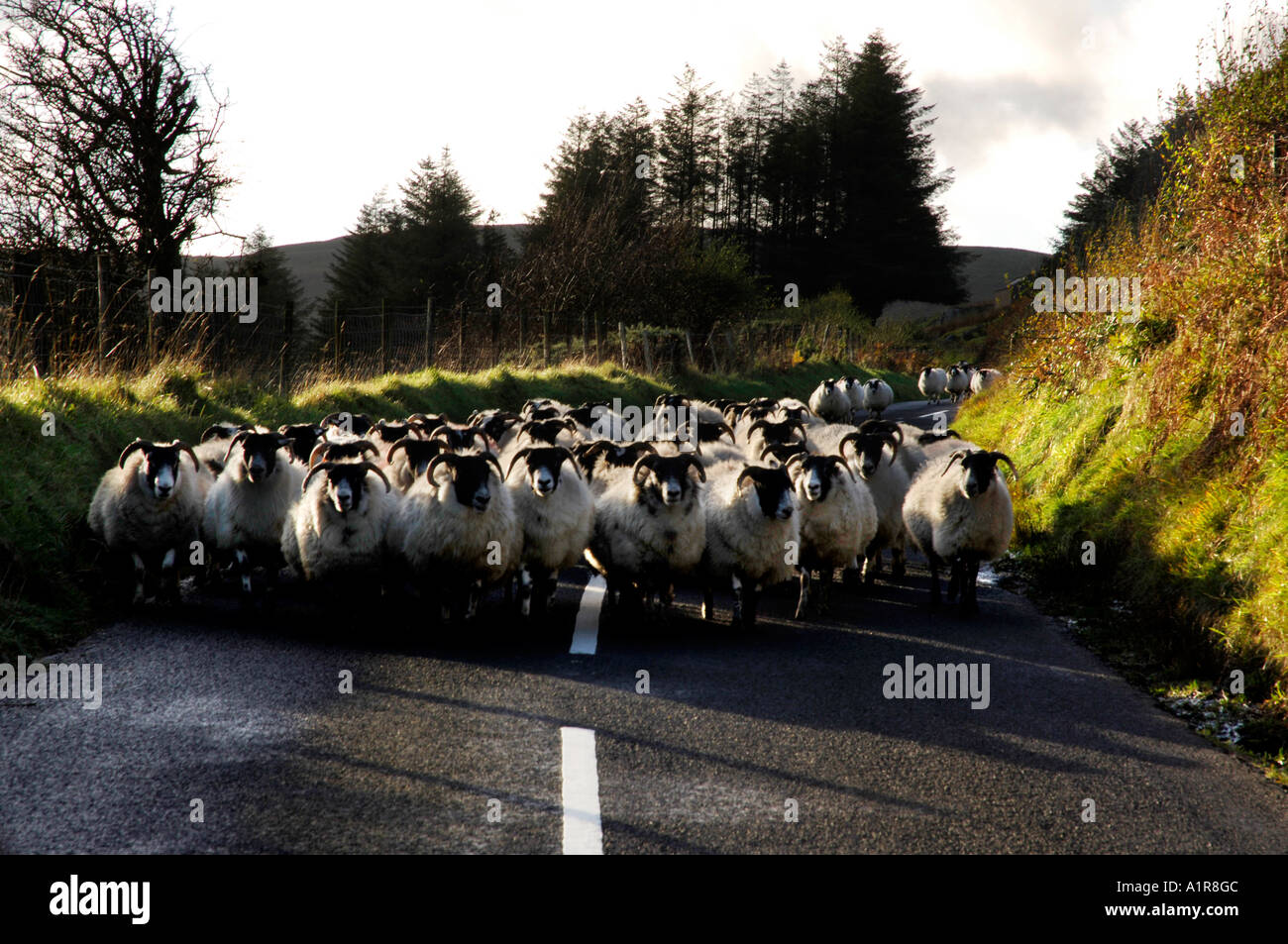 sheep, road, country road, Northern Ireland Stock Photo - Alamy