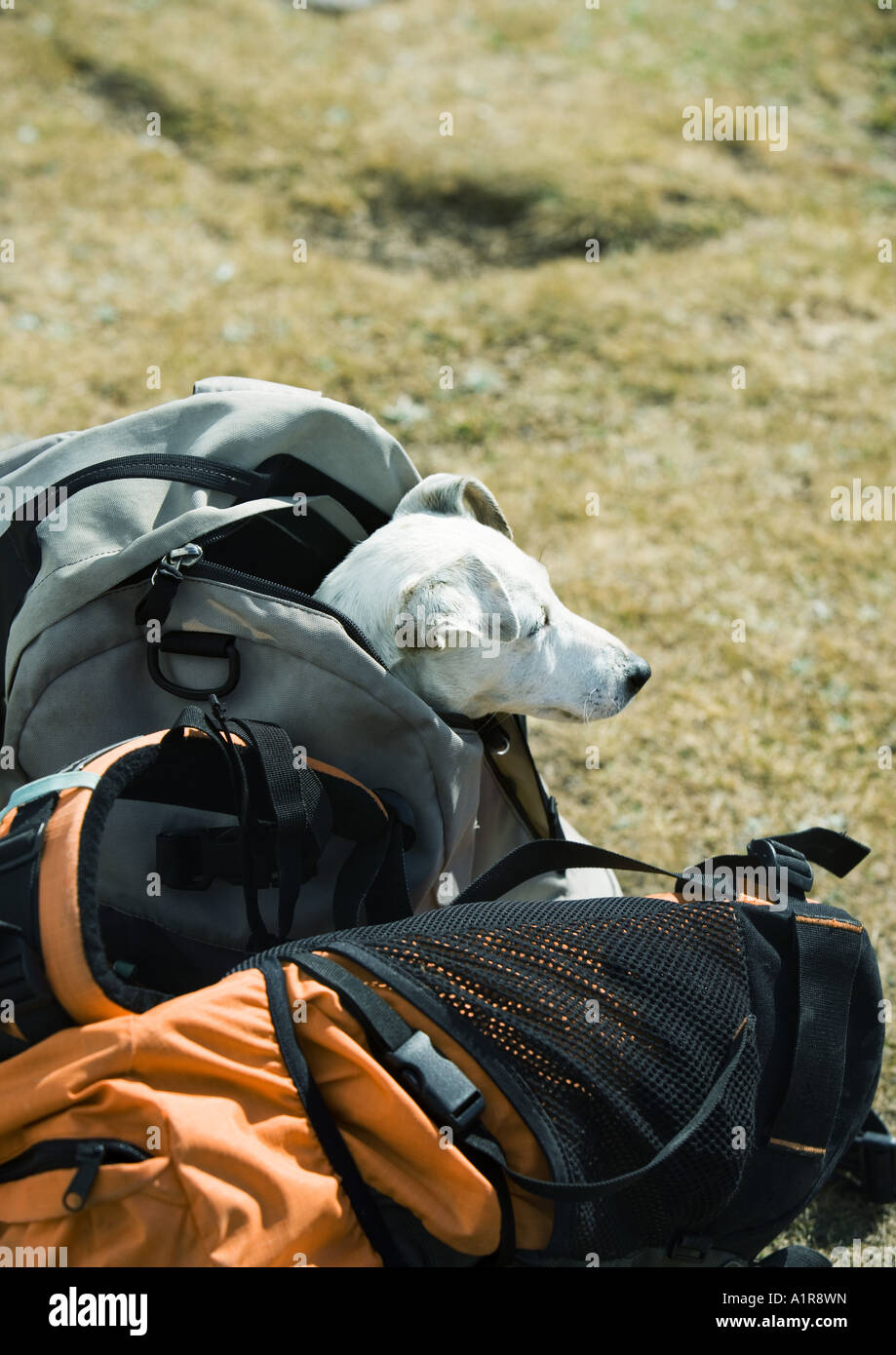 Head inside backpack hi-res stock photography and images - Alamy