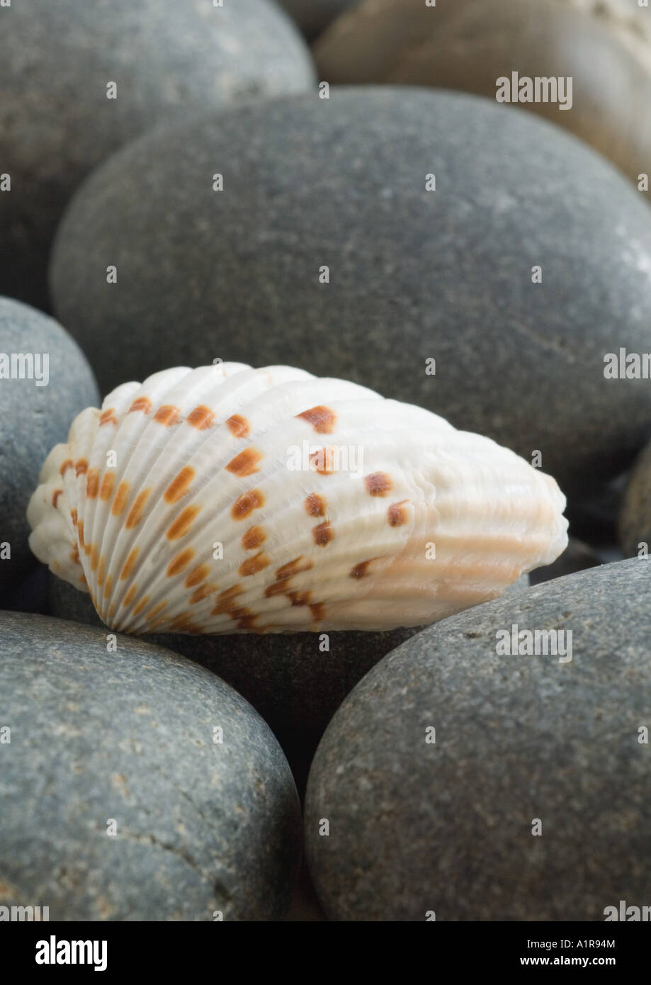 Seashell and stones Stock Photo - Alamy