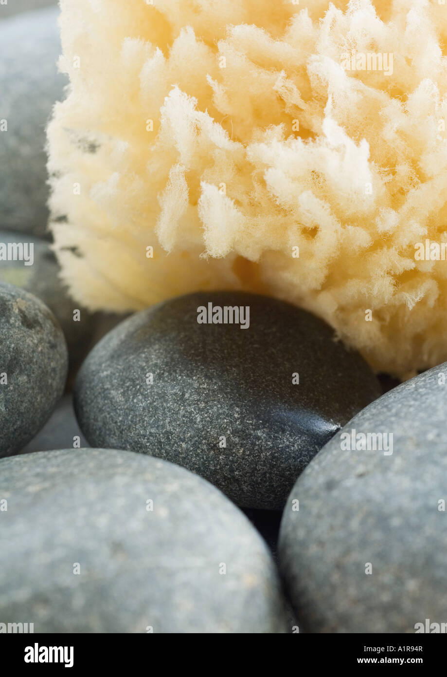 Natural sponge and stones, extreme close-up Stock Photo - Alamy