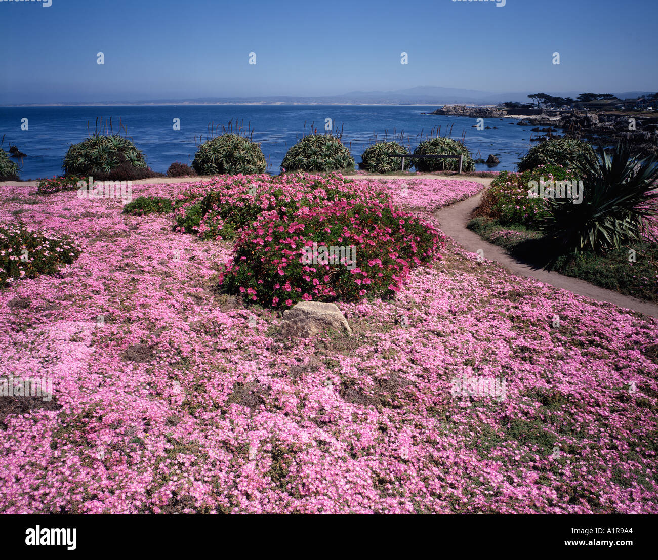 ice plant at Pacific Grove on Monterey Peninsula California USA Stock ...