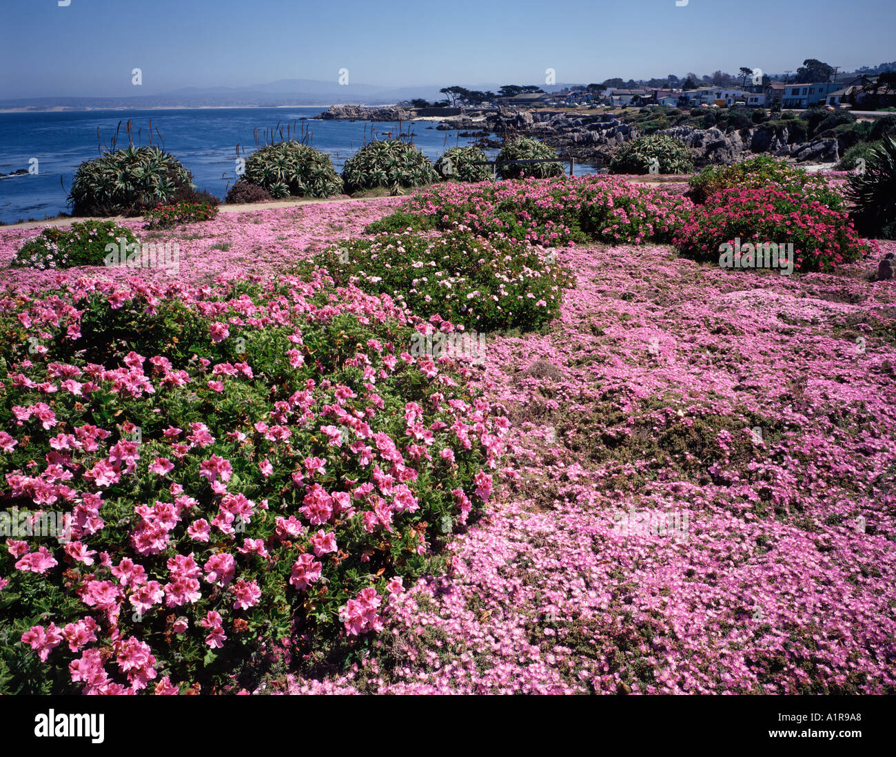 ice plant at Pacific Grove on Monterey Peninsula California USA Stock ...