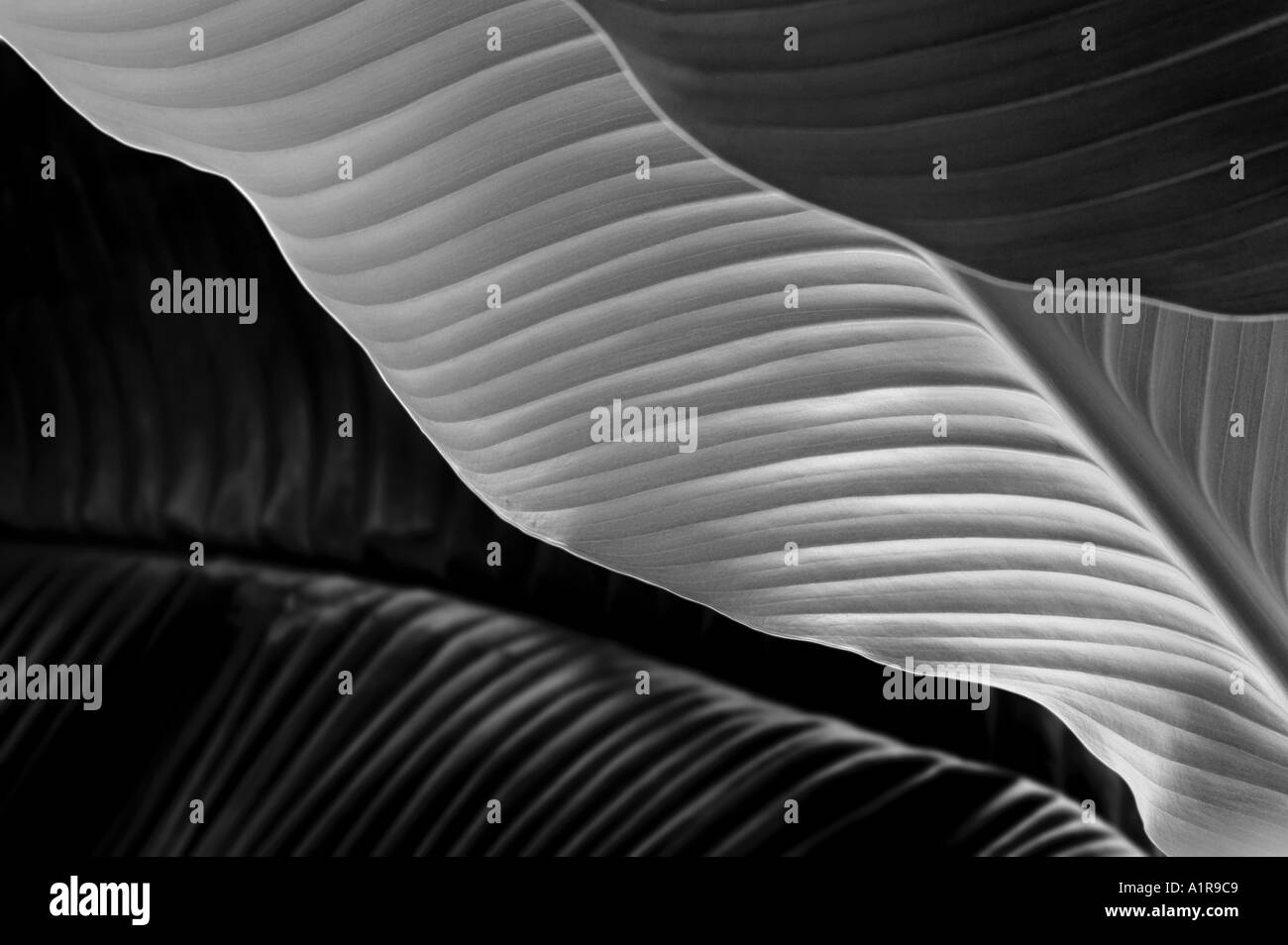 Abstract black lines in curved hi-res stock photography and images - Alamy