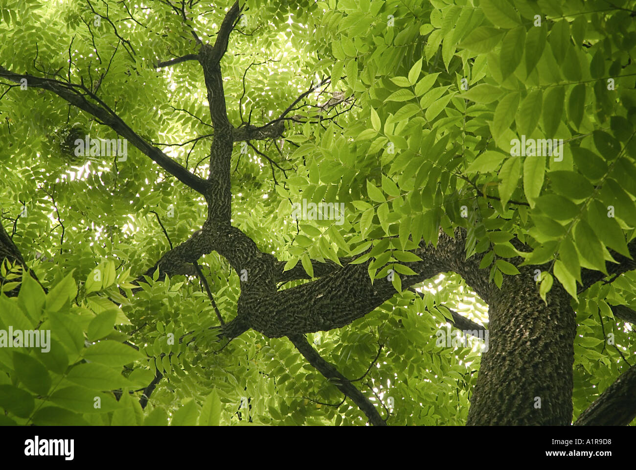 Walnut Tree Branches Stock Photo - Alamy