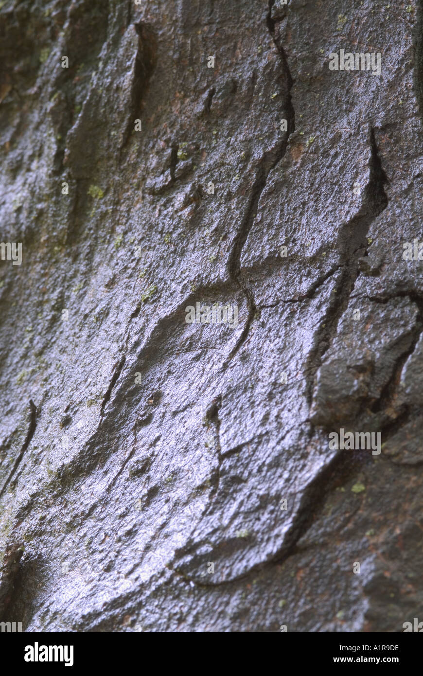 Wet tree bark close up hi-res stock photography and images - Alamy