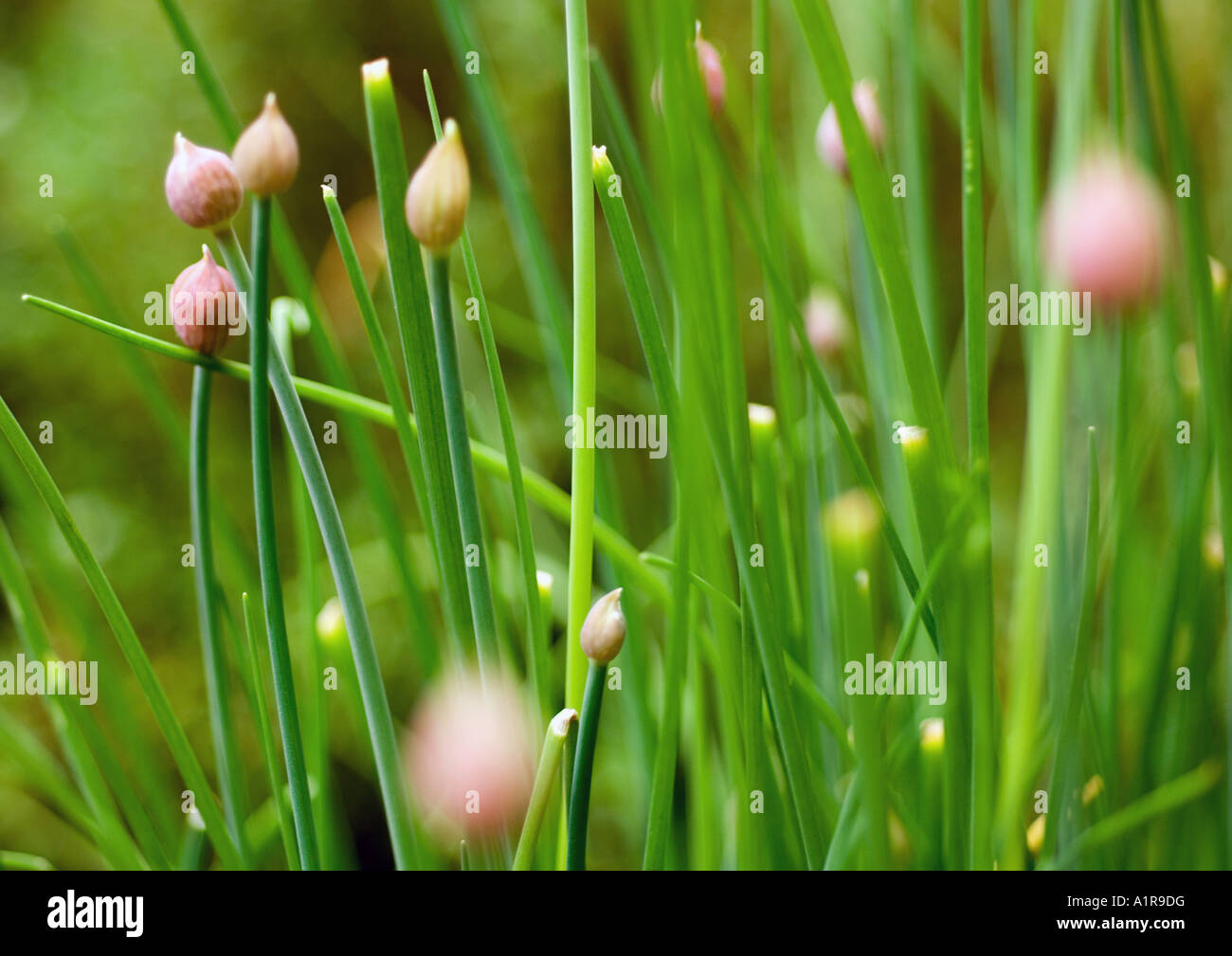 Budding chives hi-res stock photography and images - Alamy