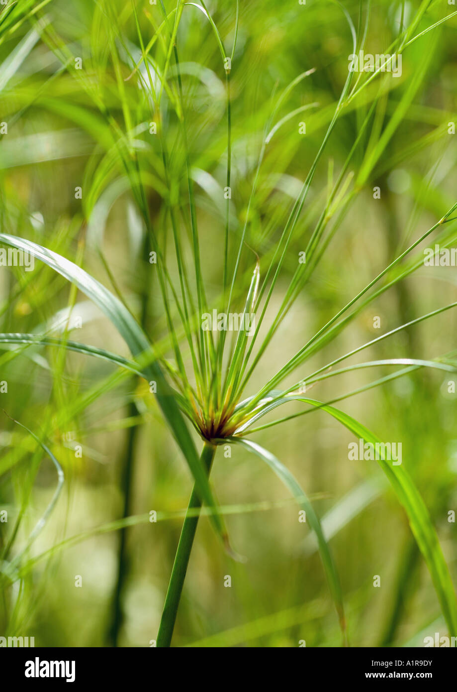 Papyruses hi-res stock photography and images - Alamy